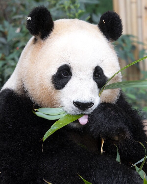 [182nd] Everland’s Mascot ‘Fubao’ Returns to Work for the Last Time ...